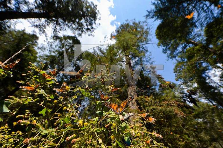 Dedica el mariposario del zoológico de Chapultepec un mes a las ...