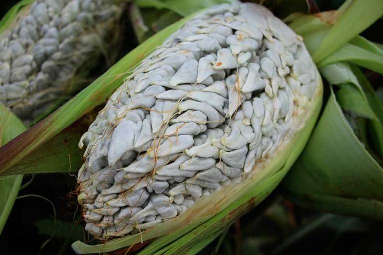 El Huitlacoche de Ixtlahuaca es reconocido a nivel nacional