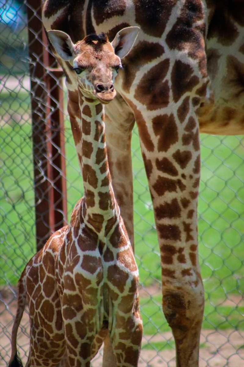 Nace en Edoméx una cría del animal más alto del mundo