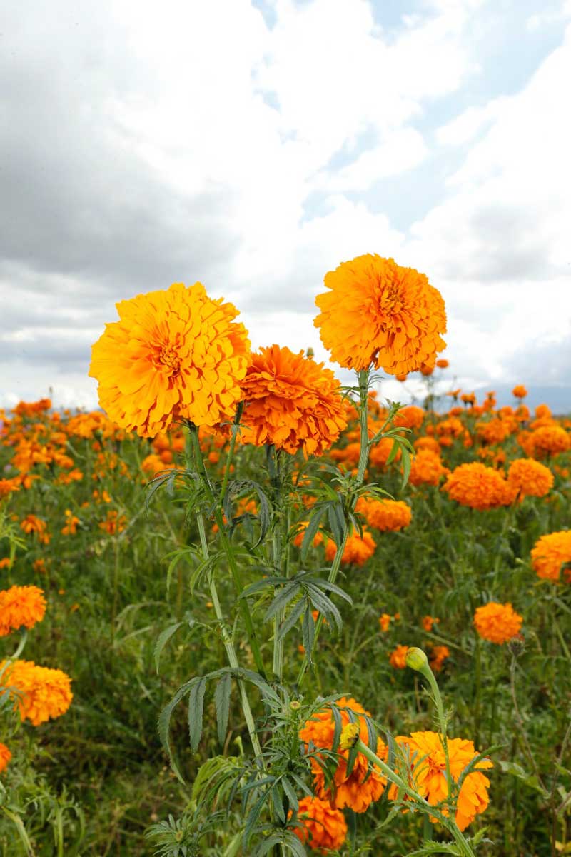 Cempasúchil: Vida más allá de la muerte