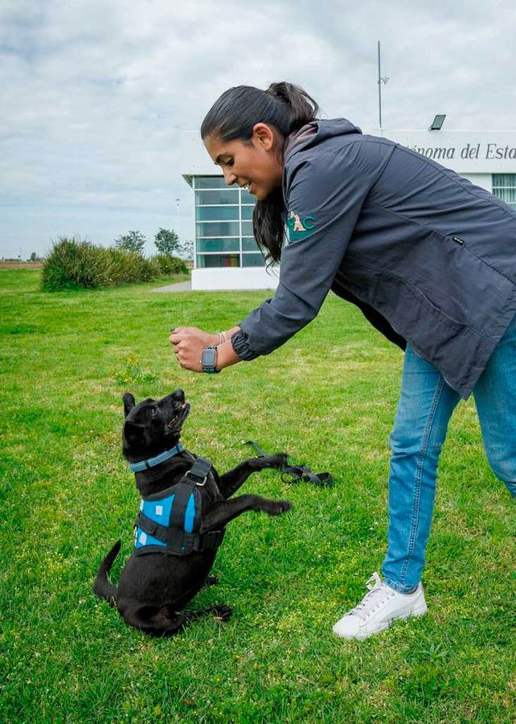 Acompañar el duelo por la pérdida de una mascota: la importancia de la ...