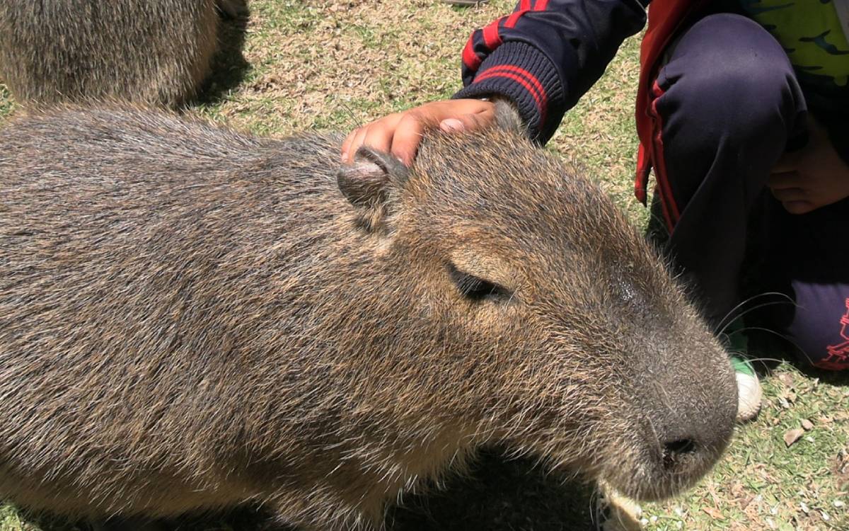 ¡Conoce, acaricia y alimenta a un capibara en Zacango!