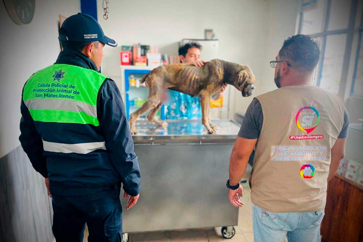 San Mateo Atenco rescata a dos perros maltratados y refuerza la ...
